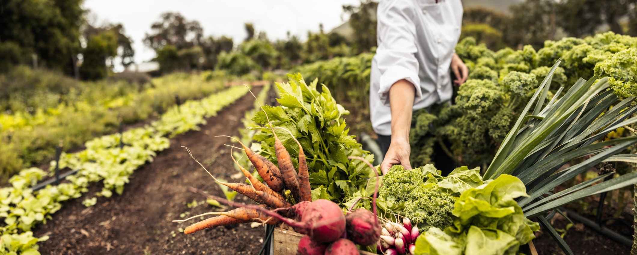 Is biologische voeding gezonder?