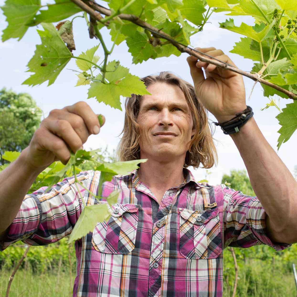 In de wijngaard van Huib en Lotte mag de natuur haar gang gaan ...