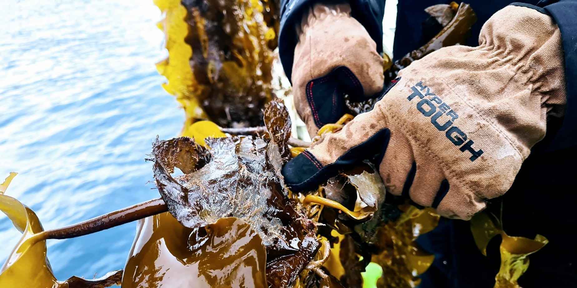 Triodos duikt in duurzame zeewierrevolutie | Triodos Bank